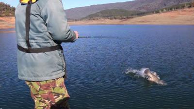 Jack Zyhalak’s Metre Murray Cod on Soft Plastic – Social Fishing